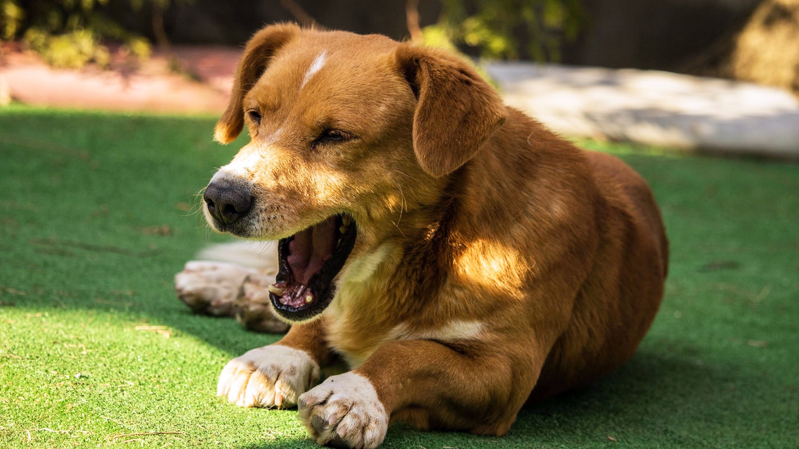 6 Common Causes of Dog Choking—and What To Do | Chewy