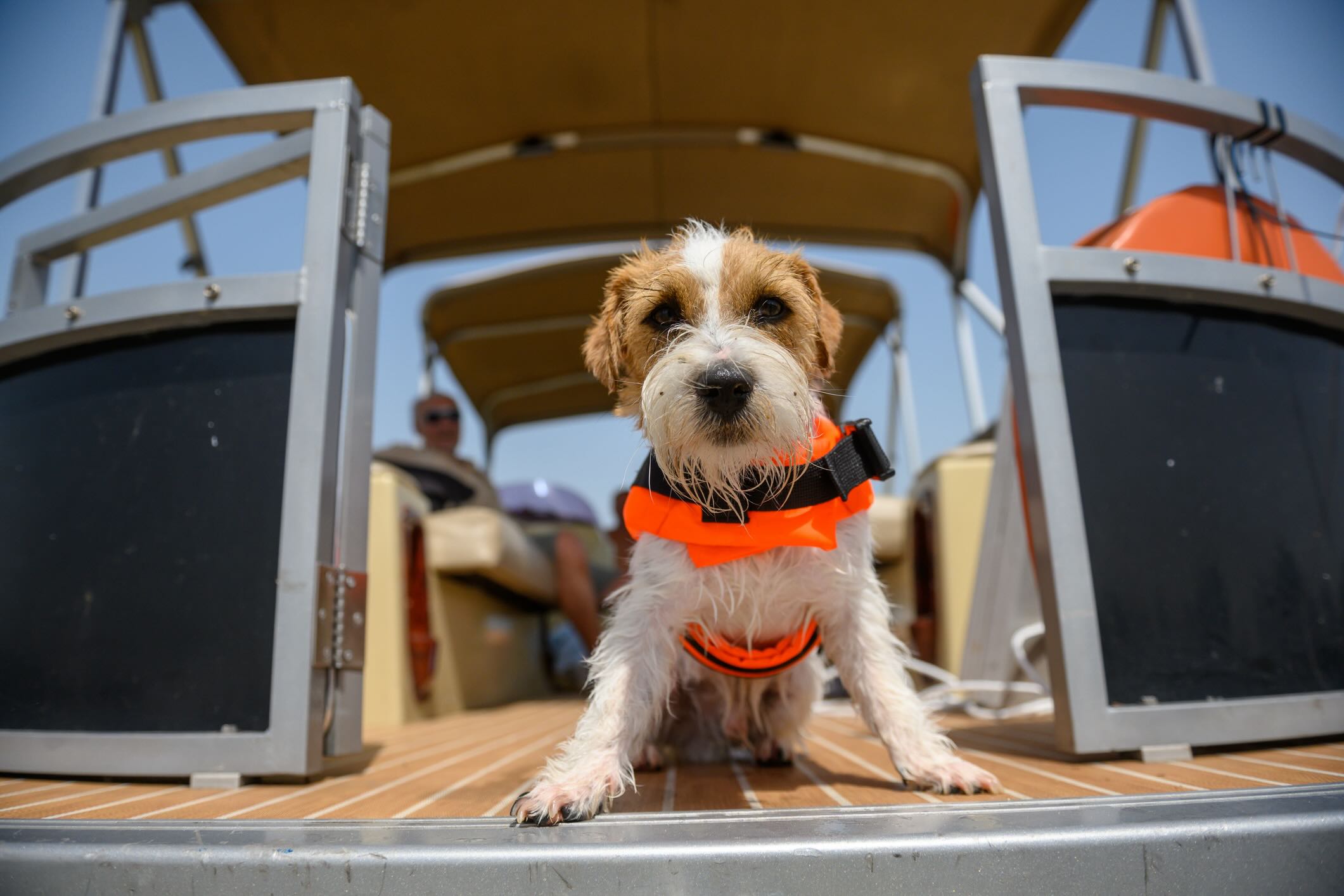 13 Dog-Friendly Boat Tours | Chewy