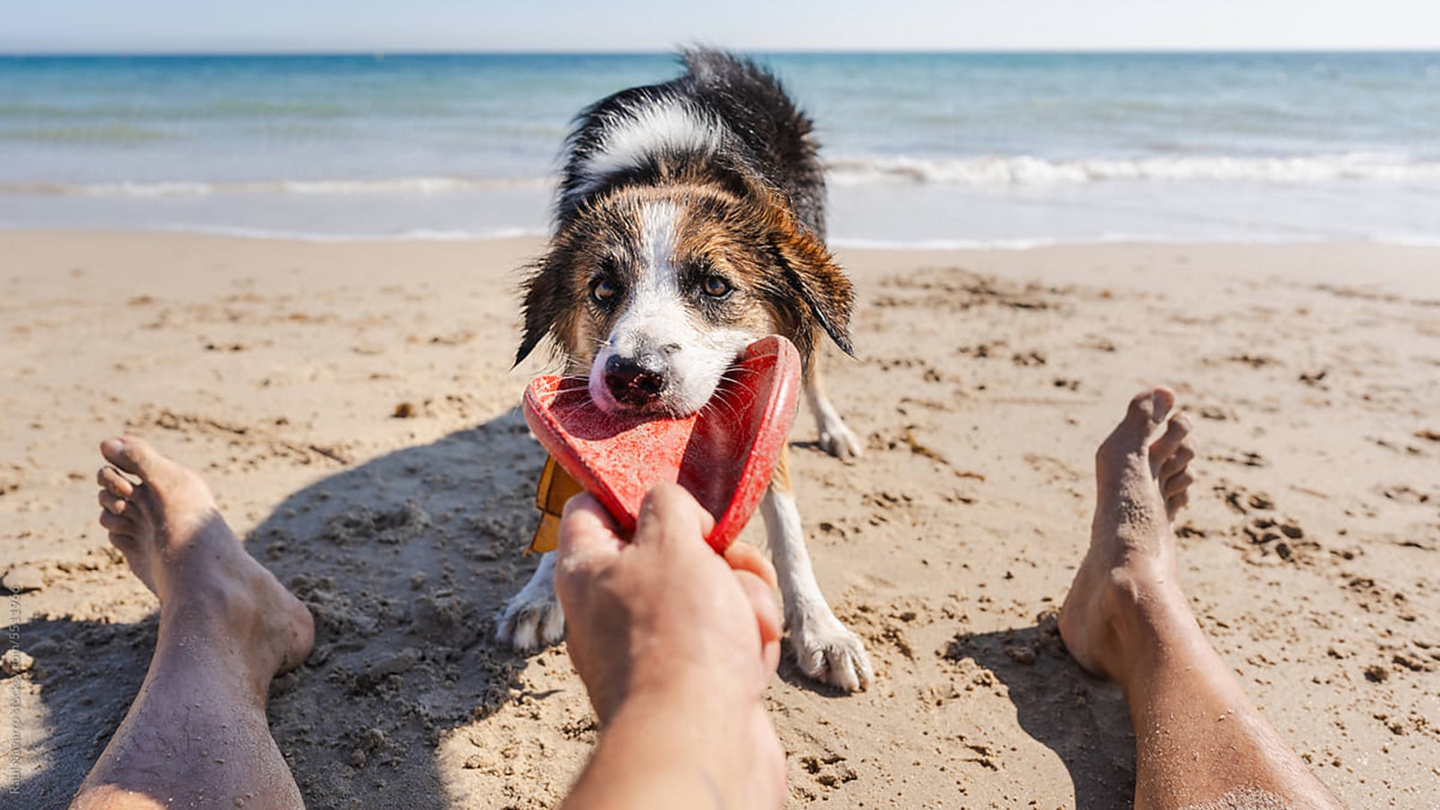11 Dog Beach Essentials for the Ultimate Beach Day | Chewy