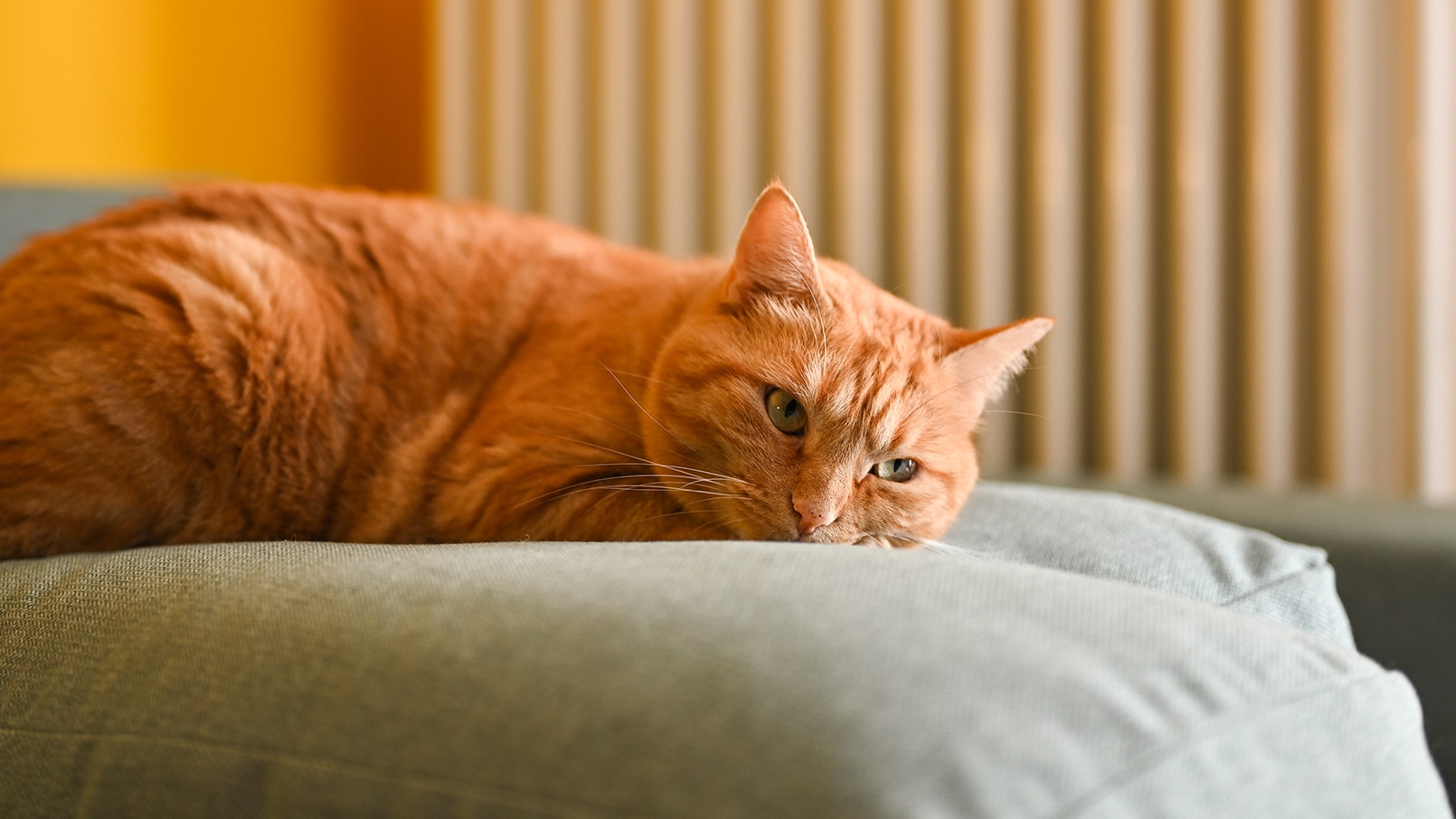 What Is Liver Disease in Cats? What Are the Signs? | Chewy