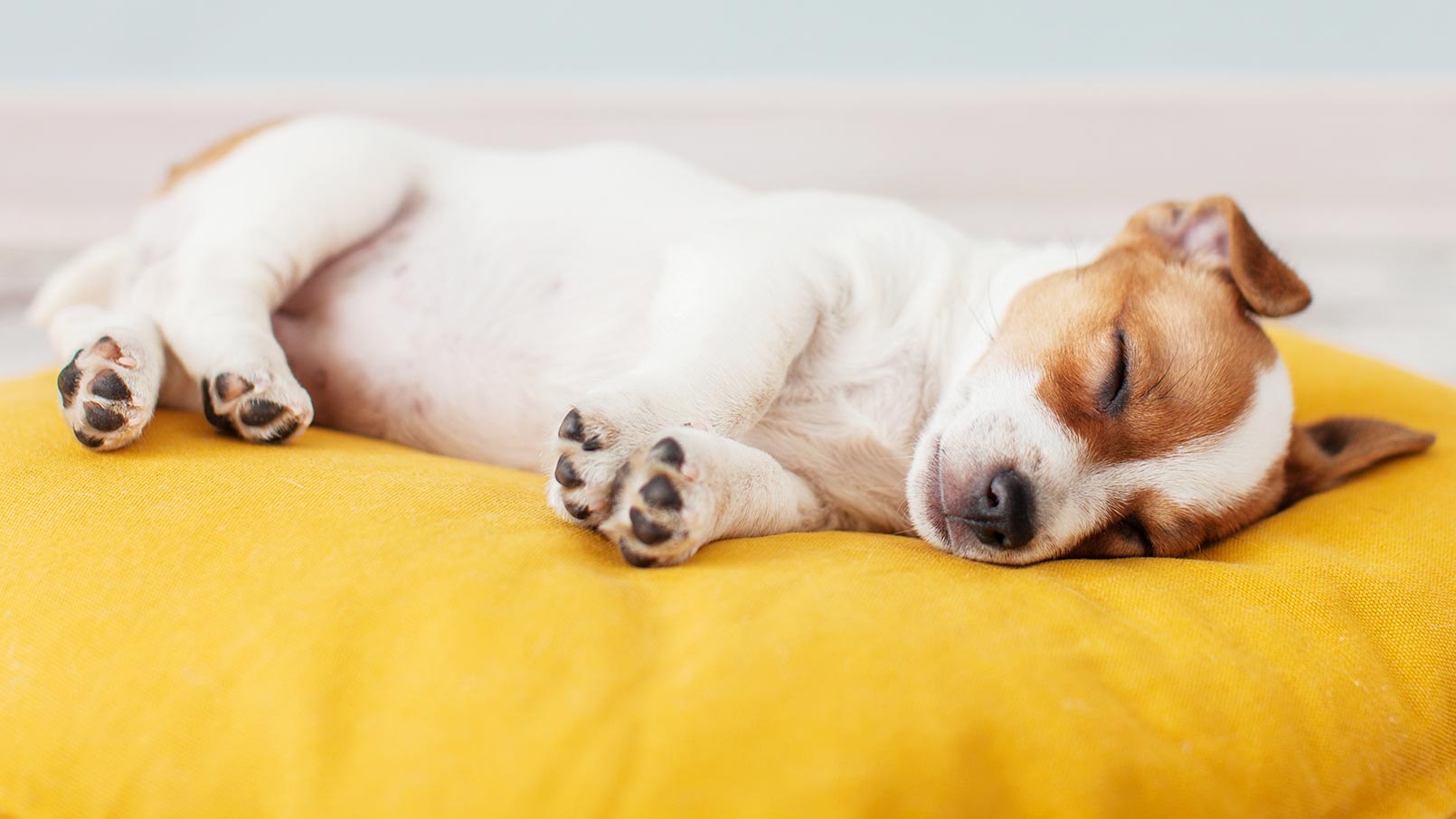 10 Best Dog Calming Aids, According to Pet Parents | Chewy
