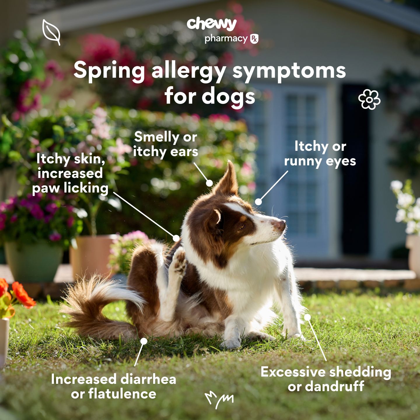 Allergy Meds for Dogs: What Can I Give My Dog for Allergies? | Chewy