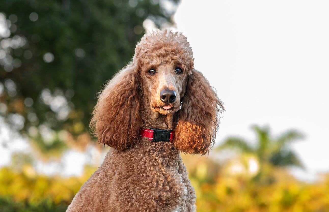 Tan Standard Poodle