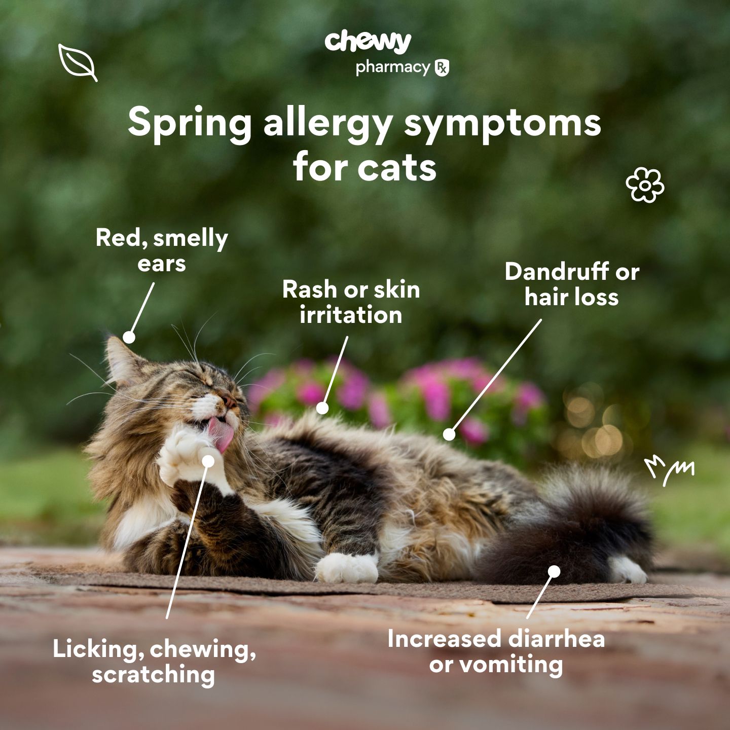 What Is Treatment Of Allergic Rhinitis And Urticaria In Cats ...