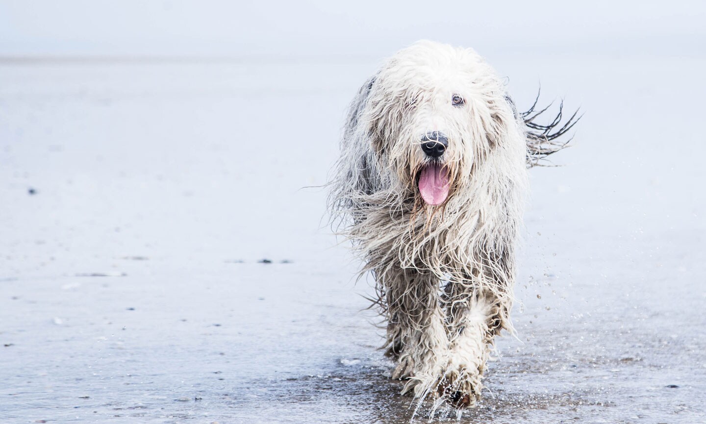Old English Sheepdog Golden Retriever Mix