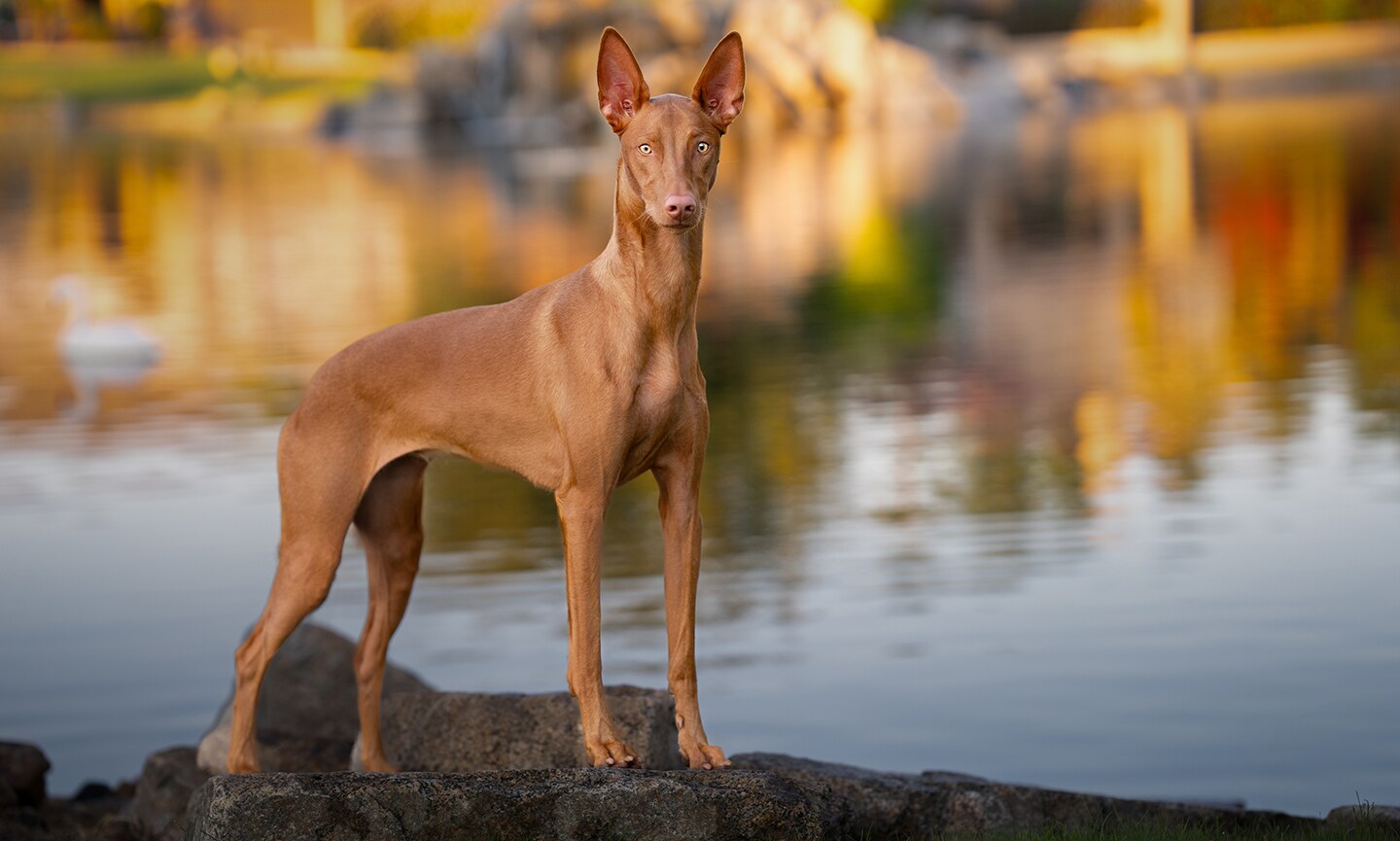 Albino Pharaoh Hound