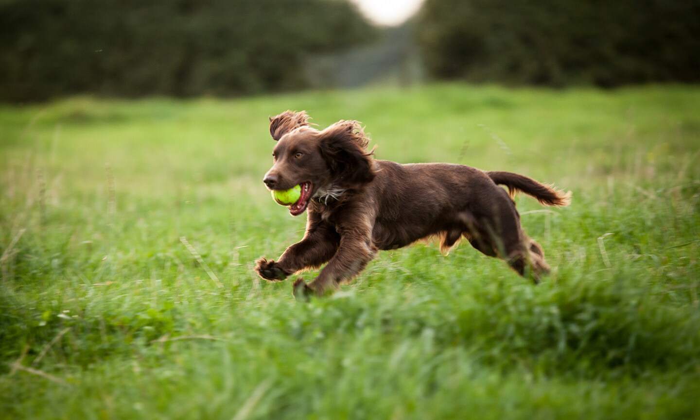 Boykin Spaniel Puppies Spaniel Hunting Dog Boykin Spaniel Puppy Price