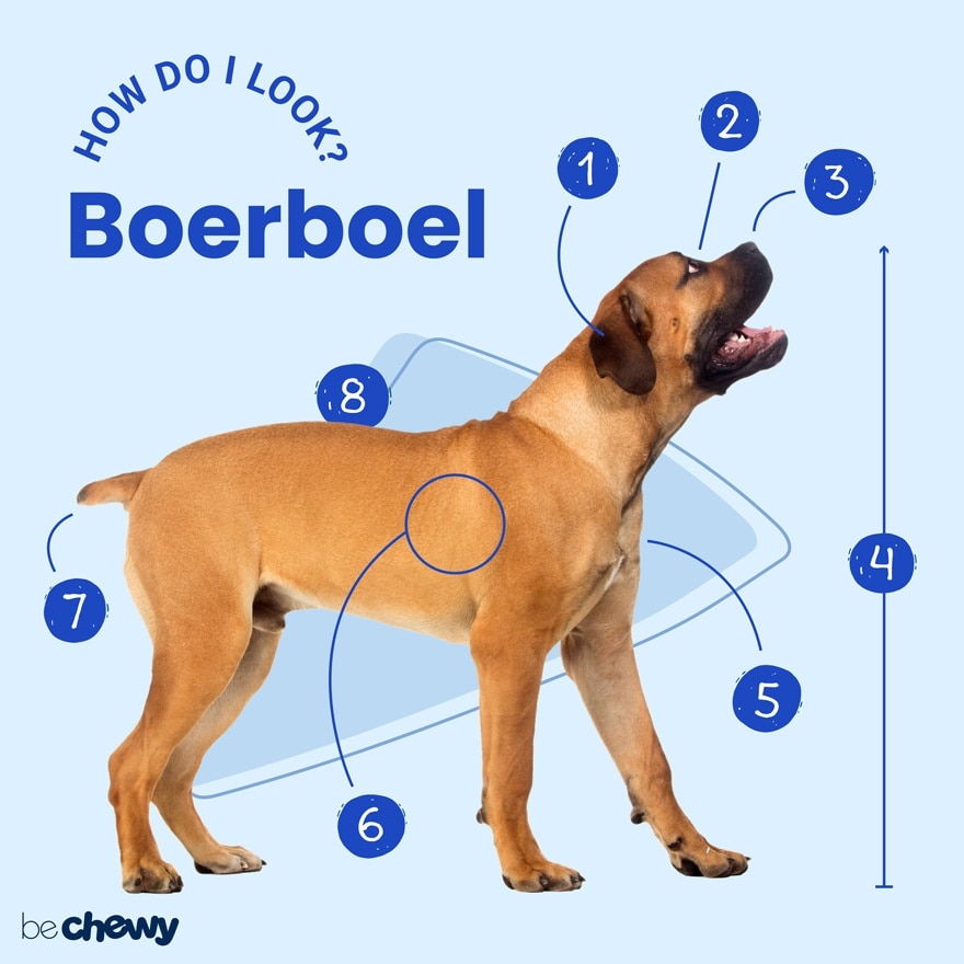 Boerboel Breed: Characteristics, Care & Photos | Chewy.com