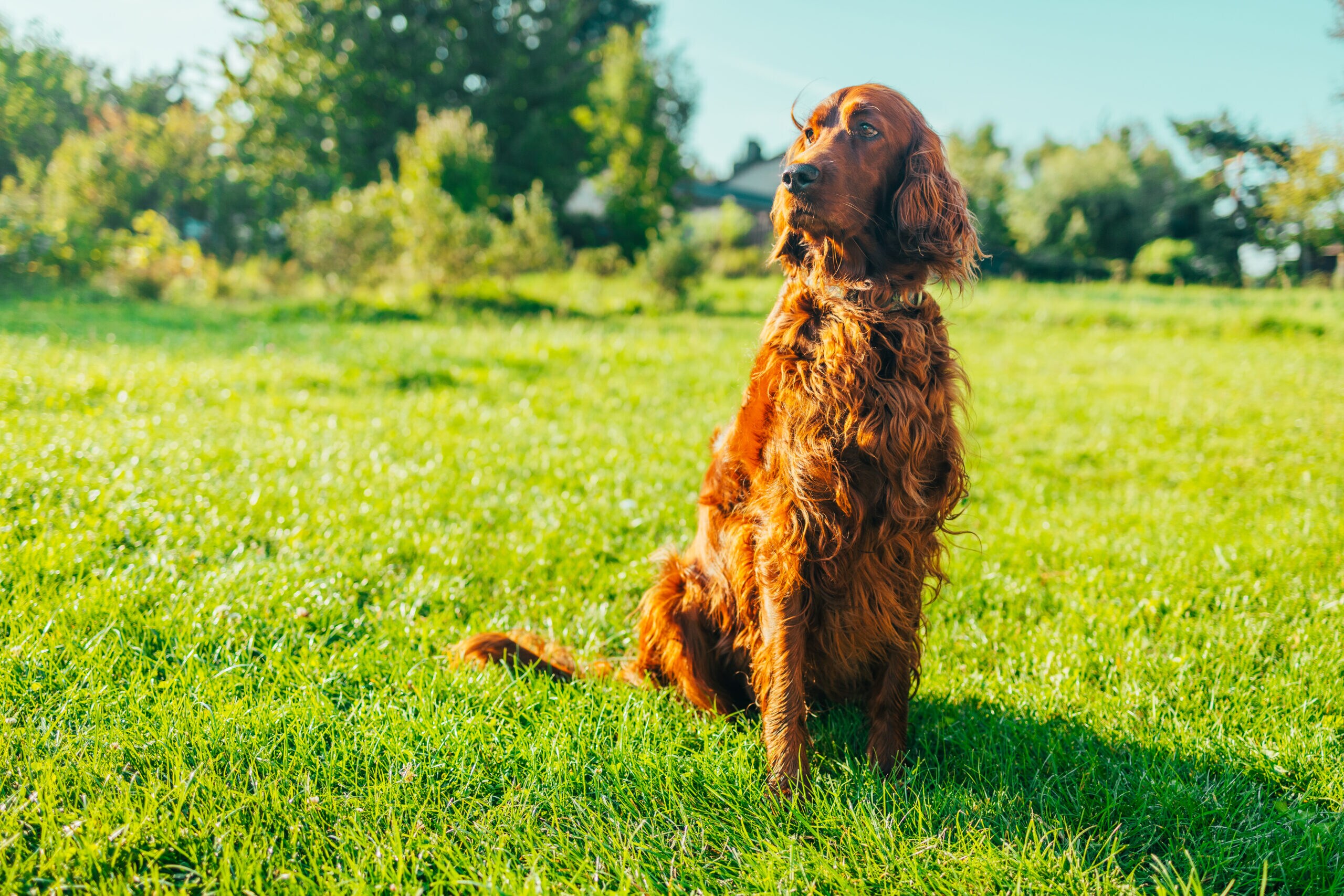 Irish Setter Dog Breed Information And Pictures Irish Red And White