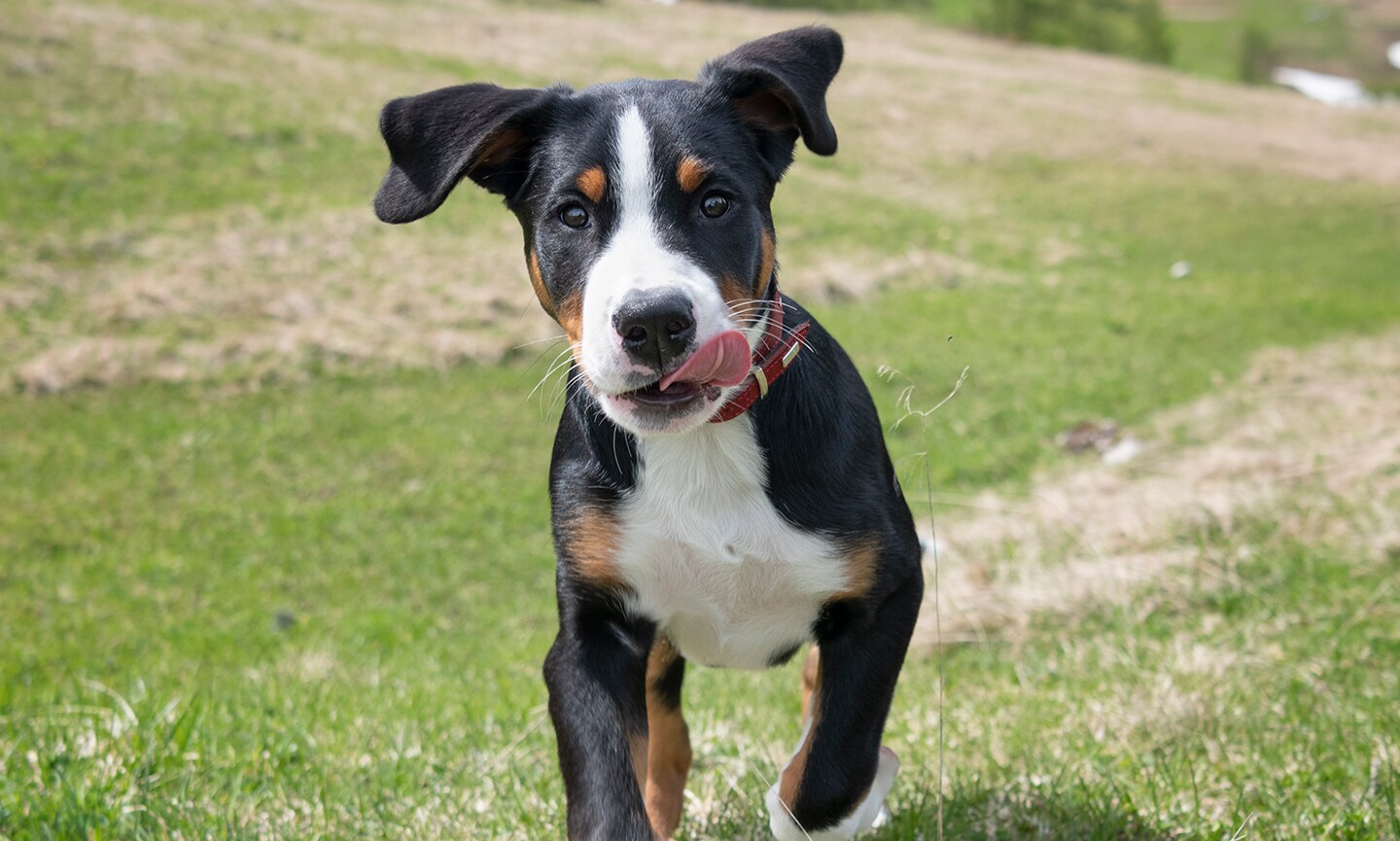 Swiss Mountain Dog Pitbull Mix 97923108.jpg