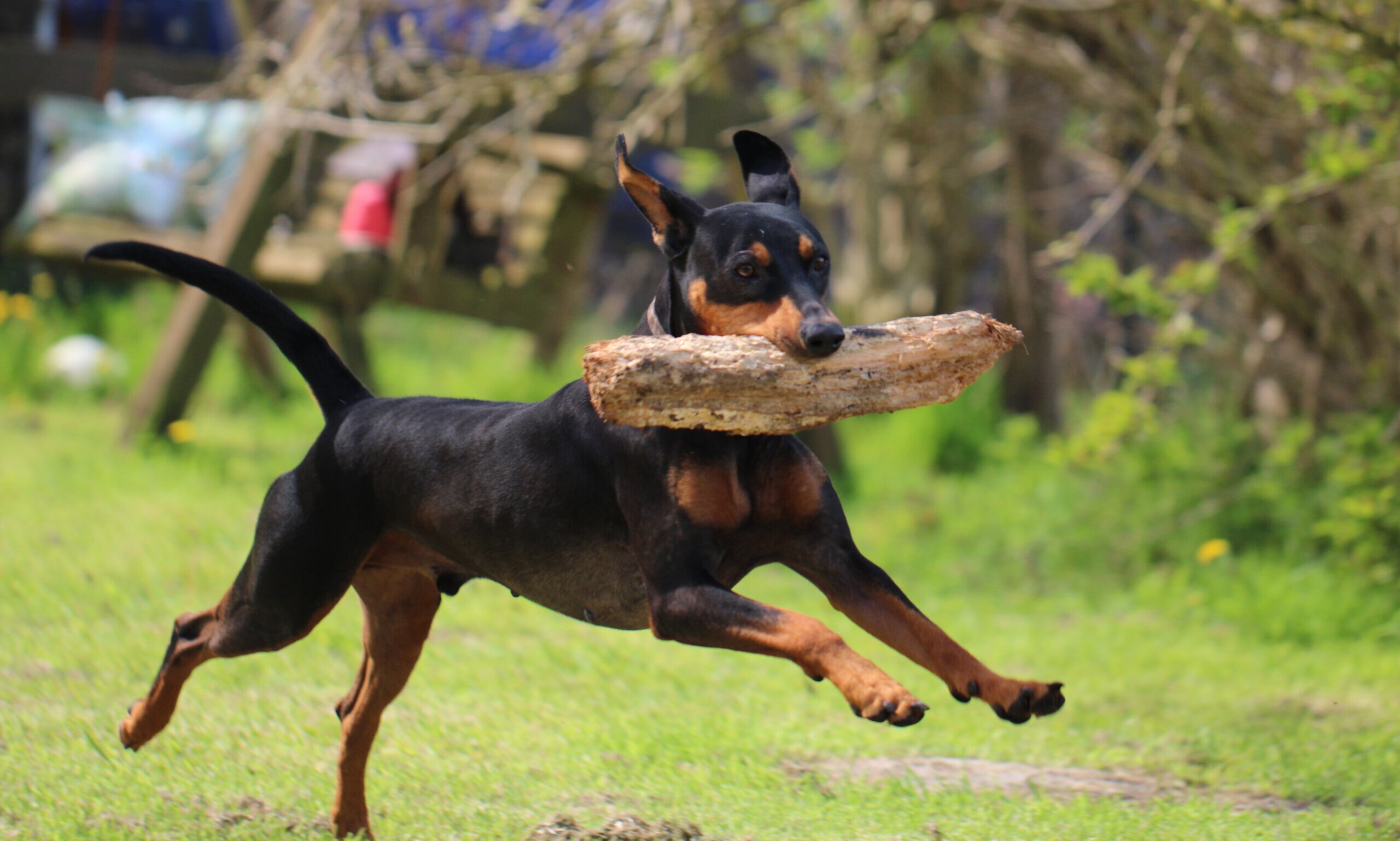 German Pinscher Vs Miniature Pinscher