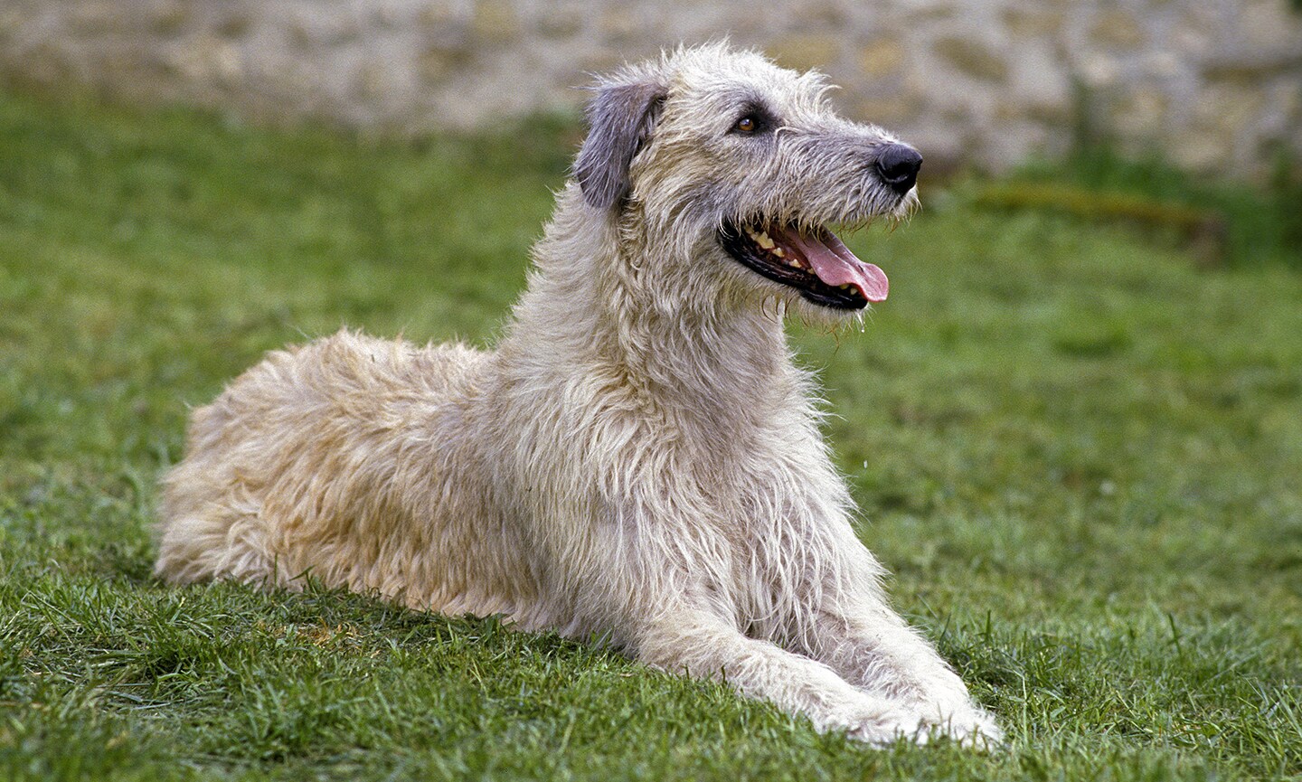 Red Irish Wolfhound Colors