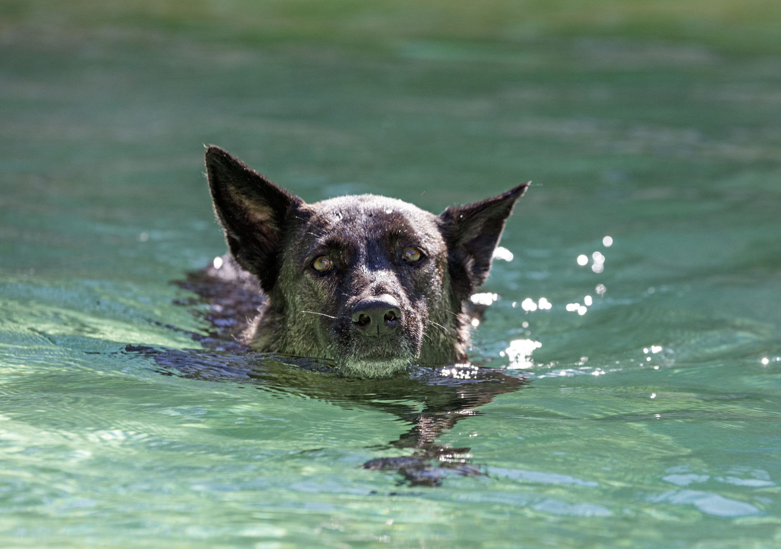Blue Gray Dutch Shepherd