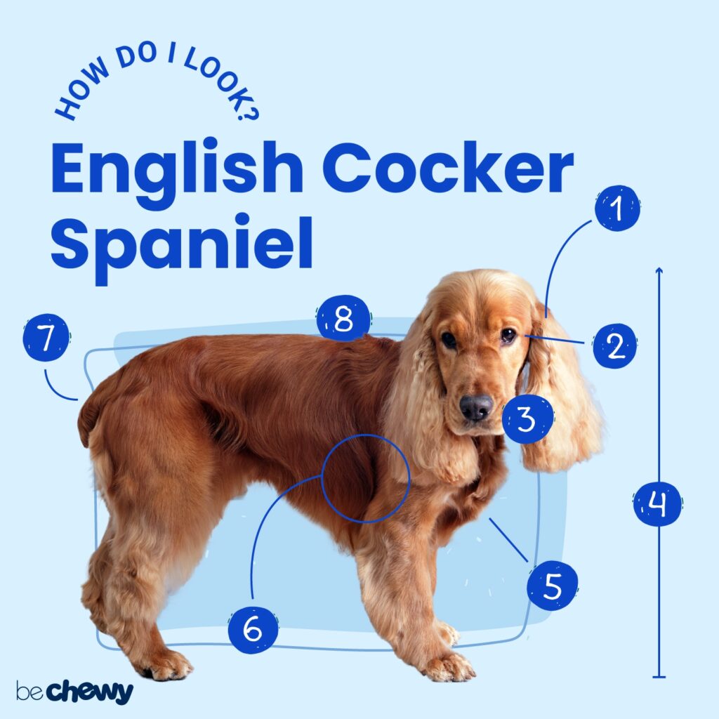 English Cocker Spaniel Breed: Characteristics, Care & Photos | Chewy.com