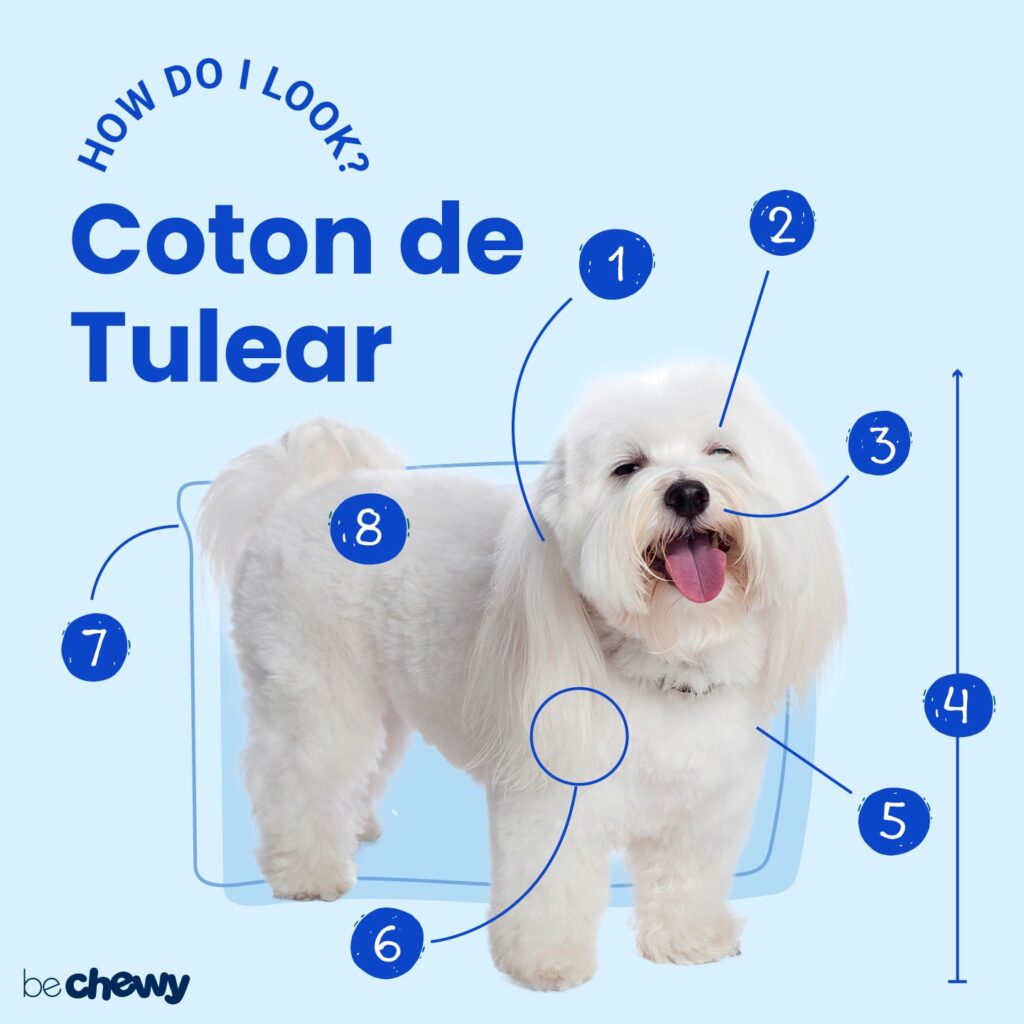 Coton de Tulear Breed: Characteristics, Care & Photos | Chewy.com