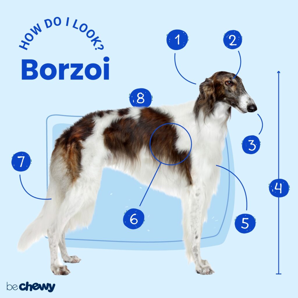 Borzoi Breed: Characteristics, Care & Photos | Chewy.com