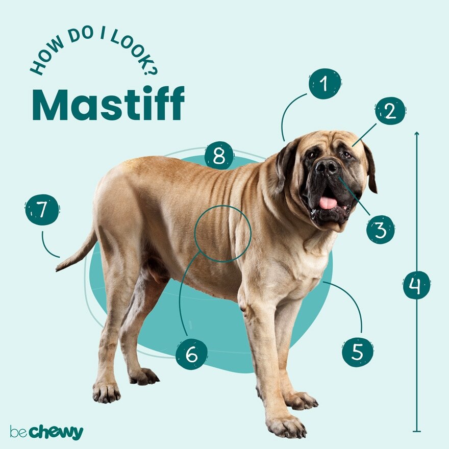 Mastiff Breed: Characteristics, Care & Photos | Chewy.com