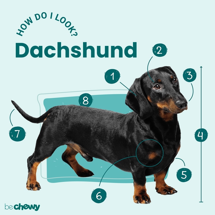 Dachshund Breed: Characteristics, Care & Photos | Chewy.com