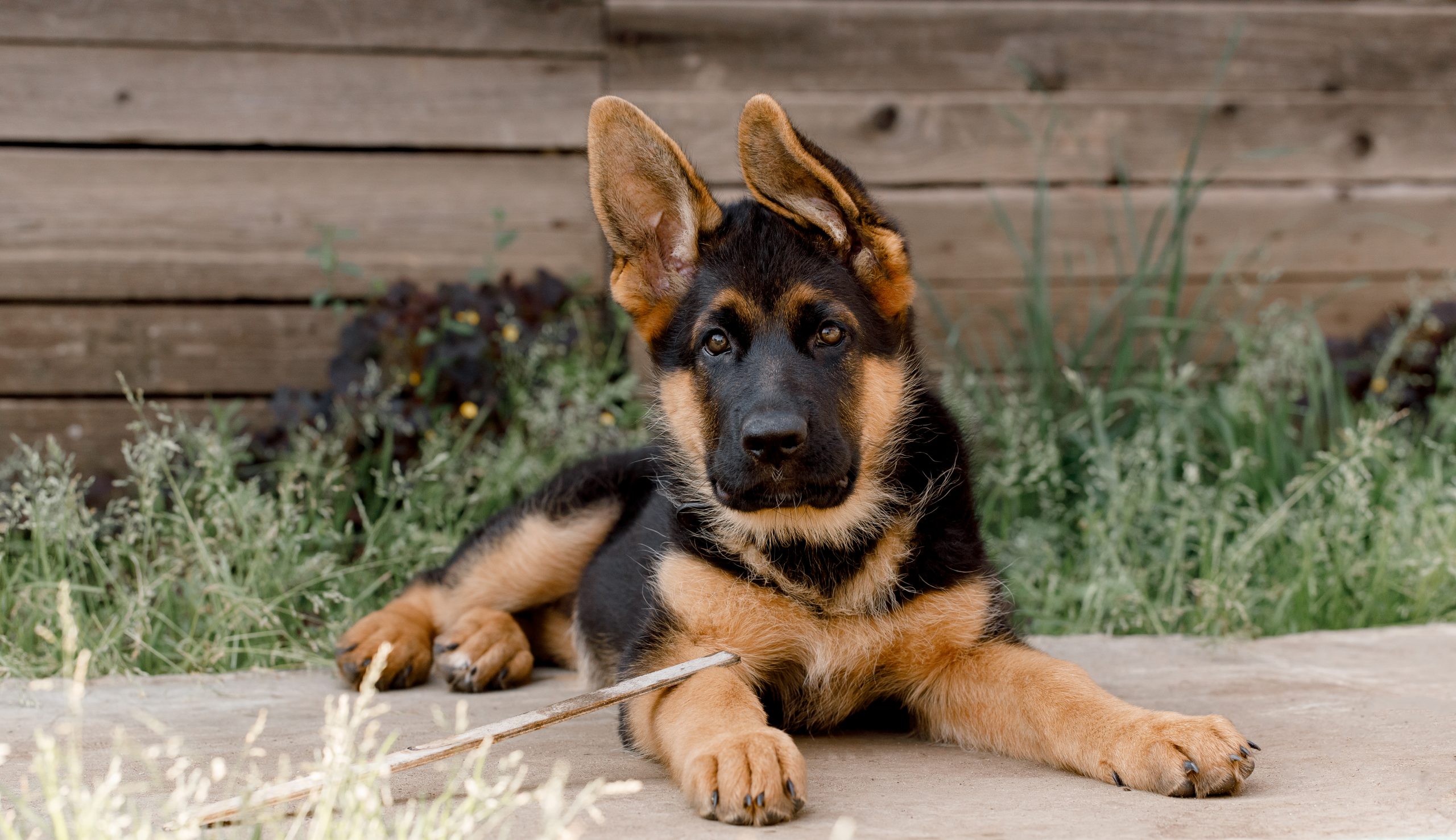 Best Diet For German Shepherd Puppies A Guide To Optimal Nutrition Best Diet For German Shepherd Puppies A Guide To Optimal Nutrition