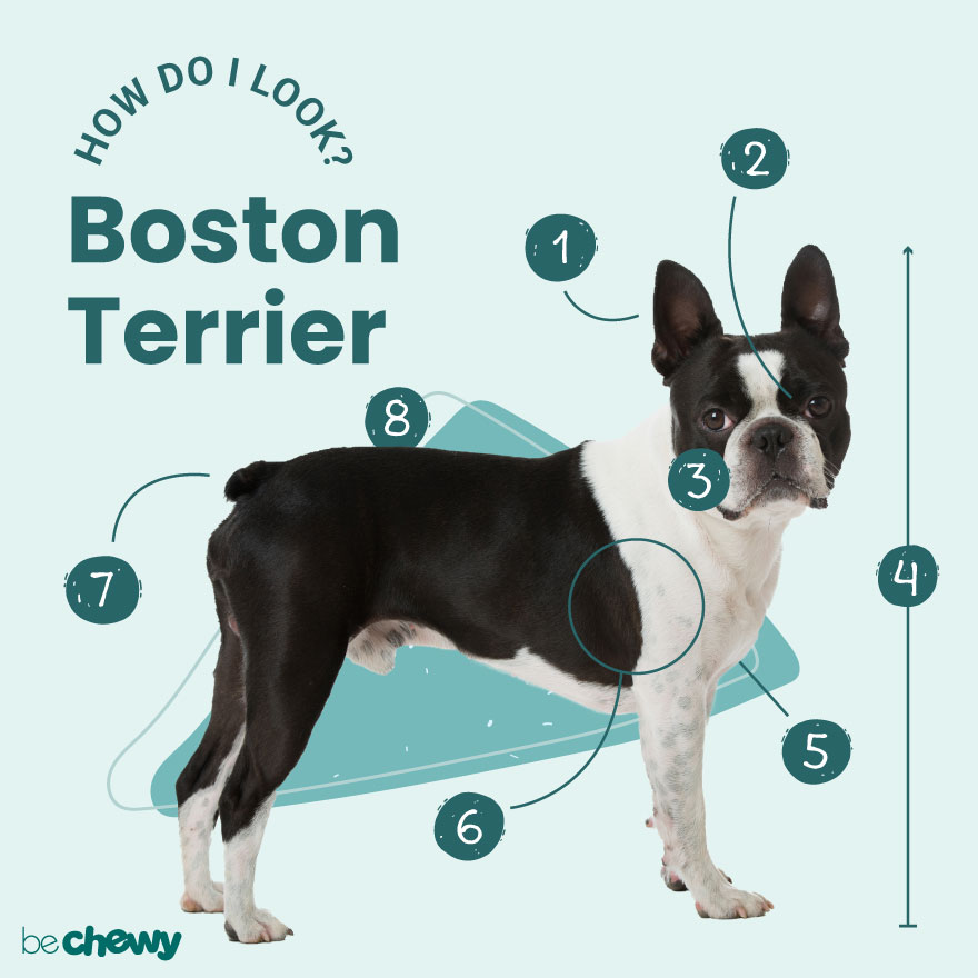 Boston Terrier Breed: Characteristics, Care & Photos | Chewy.com