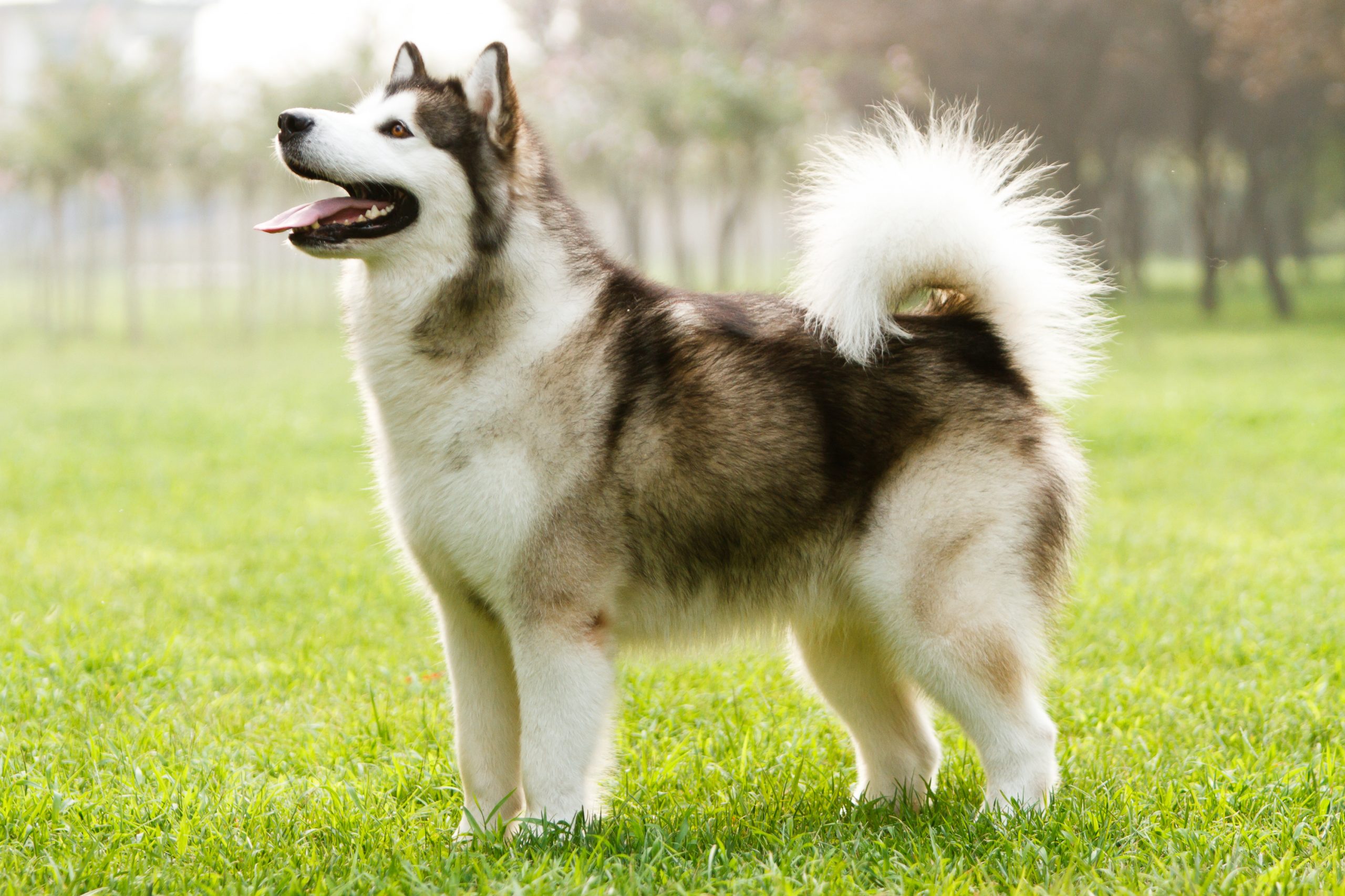 State Of The Art Meaning In Malamute - Infoupdate.org