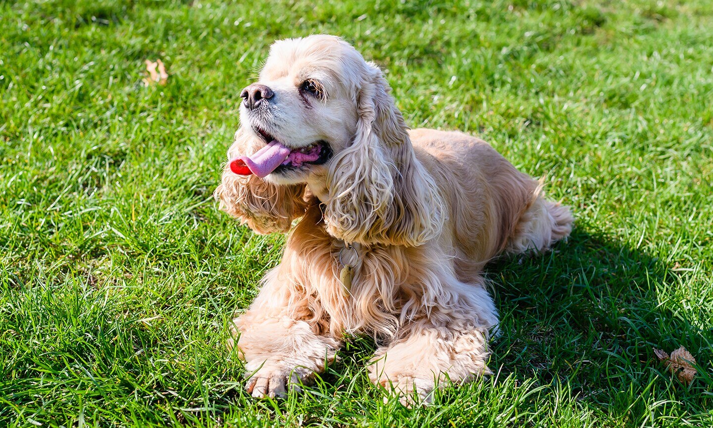 Cocker Spaniel Dog Cocker Spaniel Breed Characteristics Care Cocker Spaniel Dog Cocker Spaniel Breed Characteristics Care