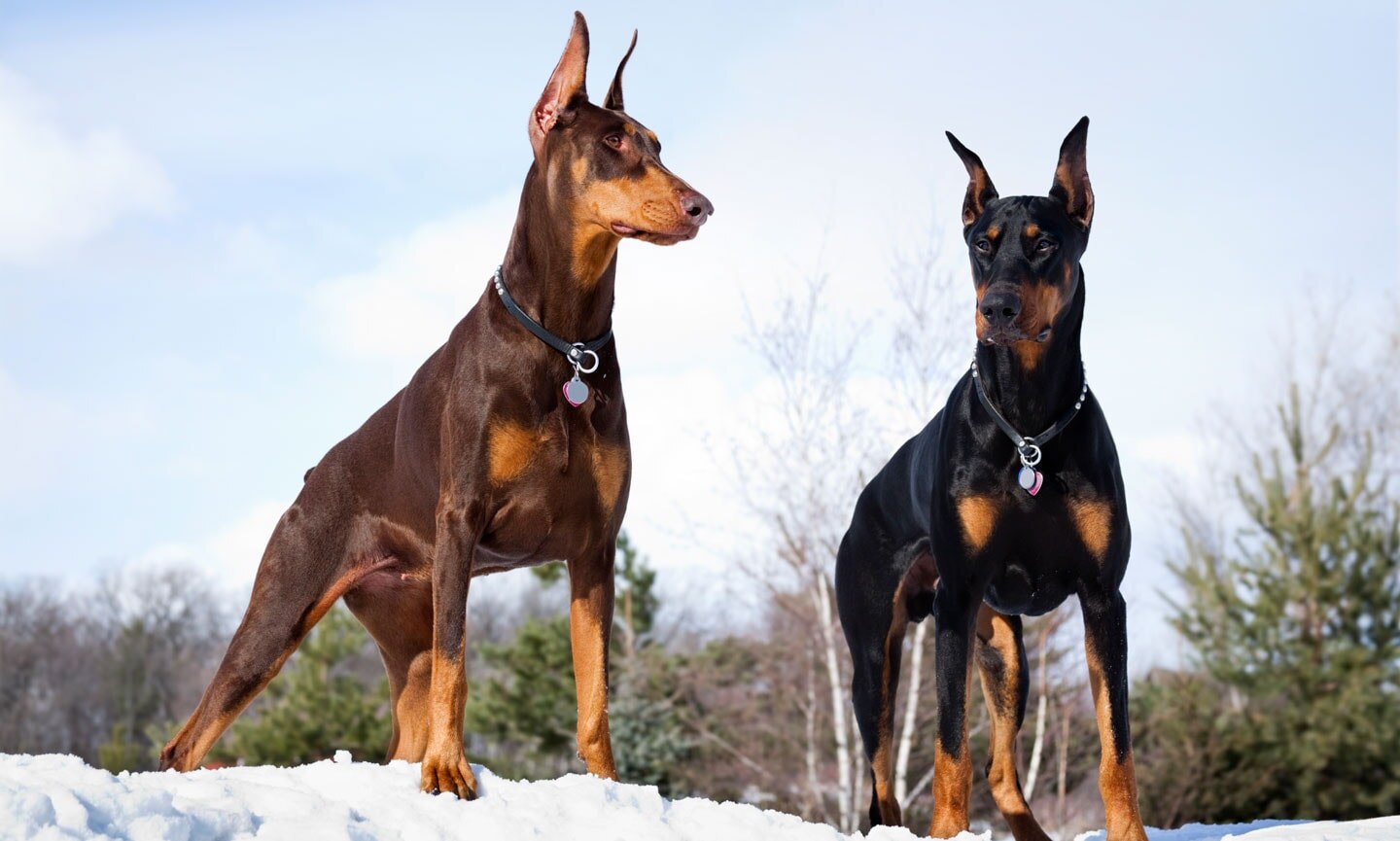 All Black Doberman Dog All Black Doberman Dog
