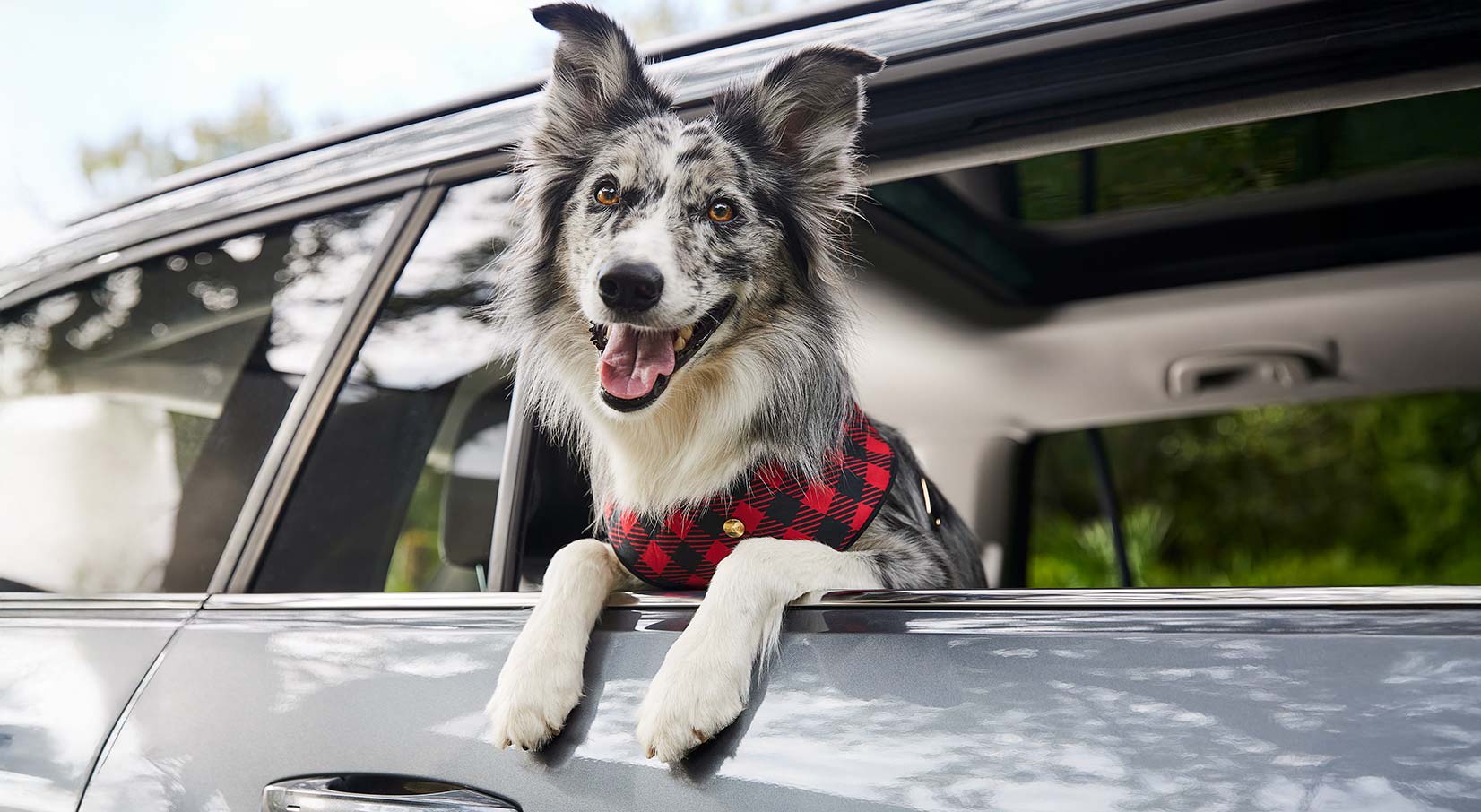 Road Trips With Dogs: 11 Safety and Travel Tips | Chewy