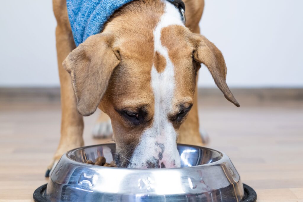 Best Dry Dog Foods in 2026, Recommended by Veterinarians | PetMD