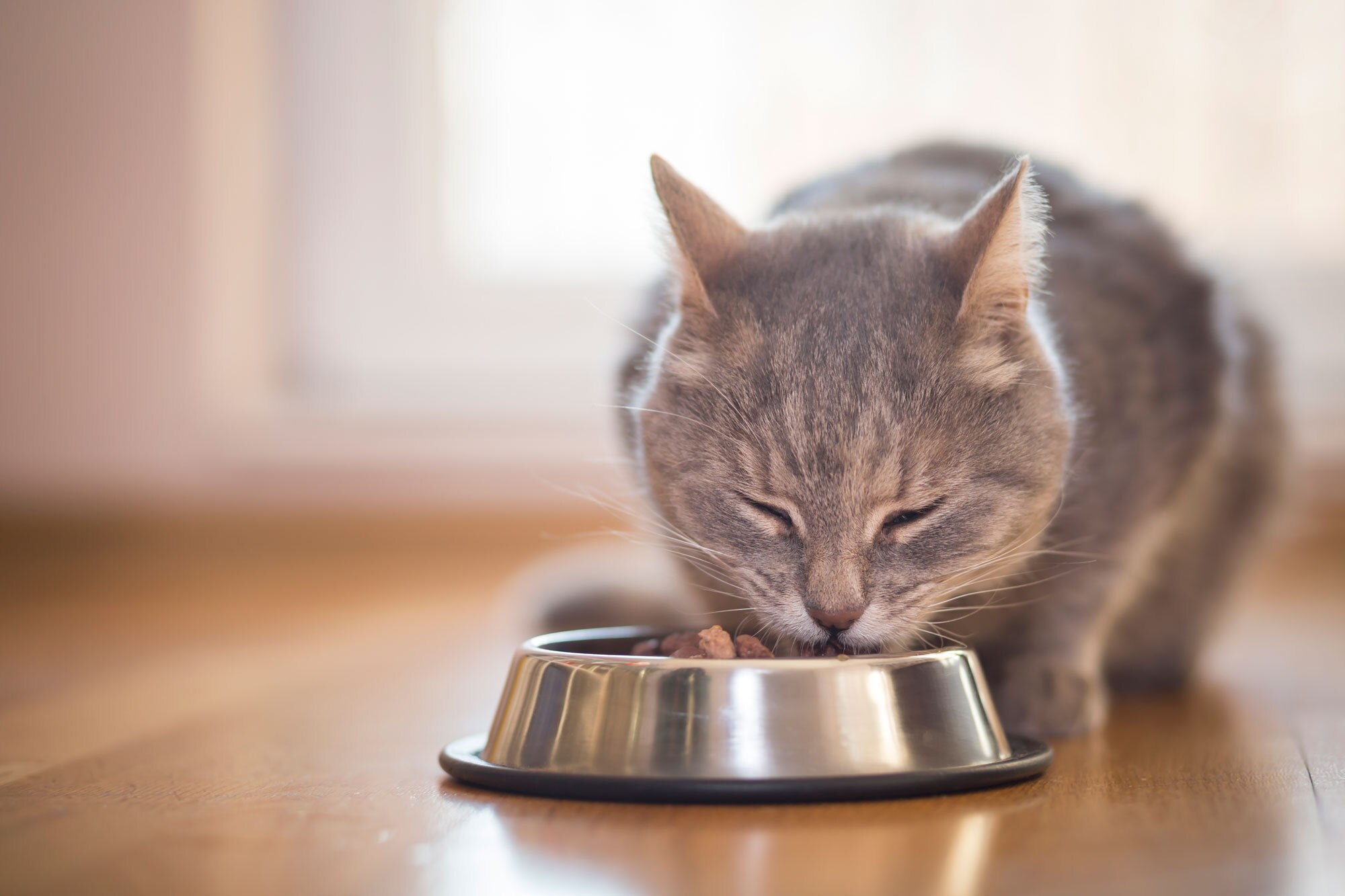 10 Best Wet Cat Foods in 2025, Recommended by Vets | PetMD