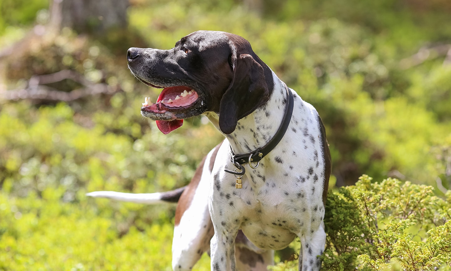 Different Types Of Pointer Dogs