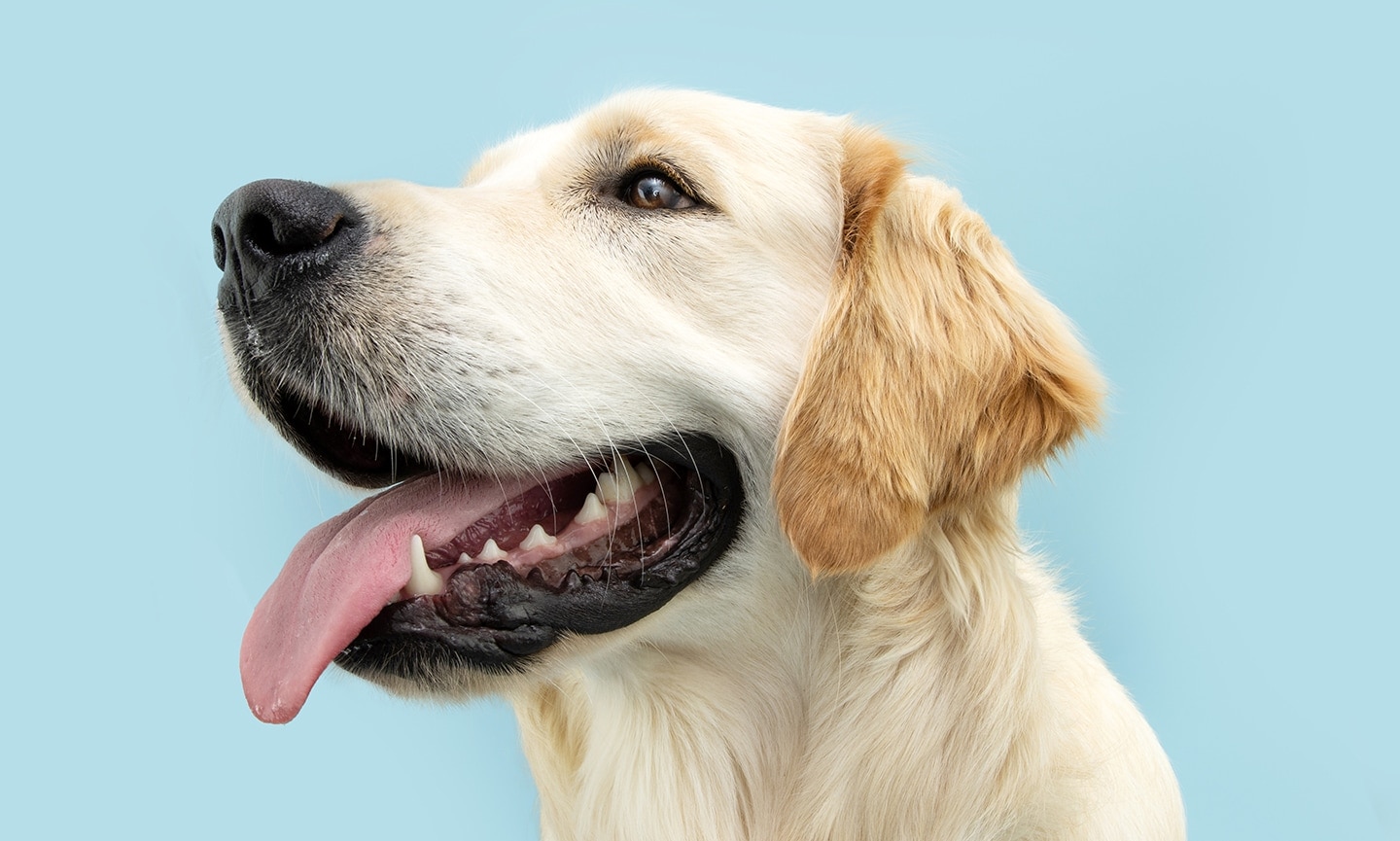 How Many Teeth Do Dogs Have? | Chewy