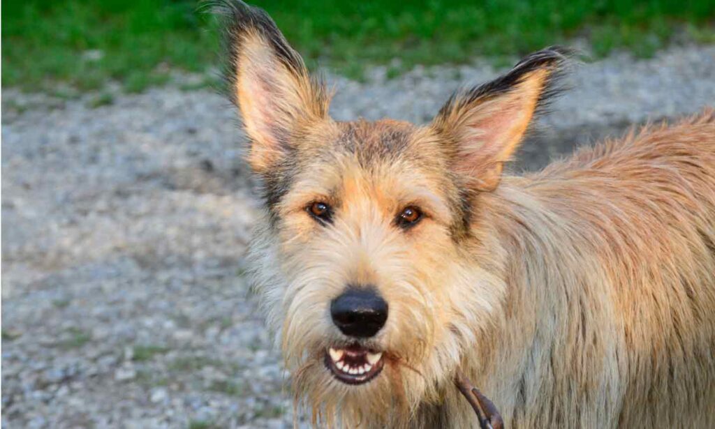 Berger Picard Dog Breed Health and Care | PetMD