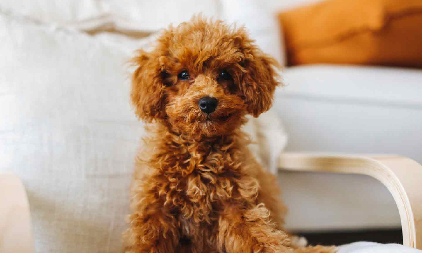 These 15 French Dog Breeds are Très Adorable | Chewy