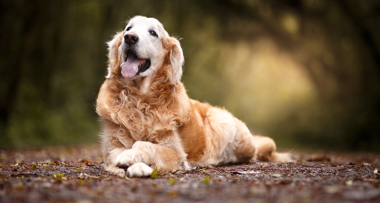Dog Body Language: 28 Things Your Dog Is Trying to Tell You | Chewy