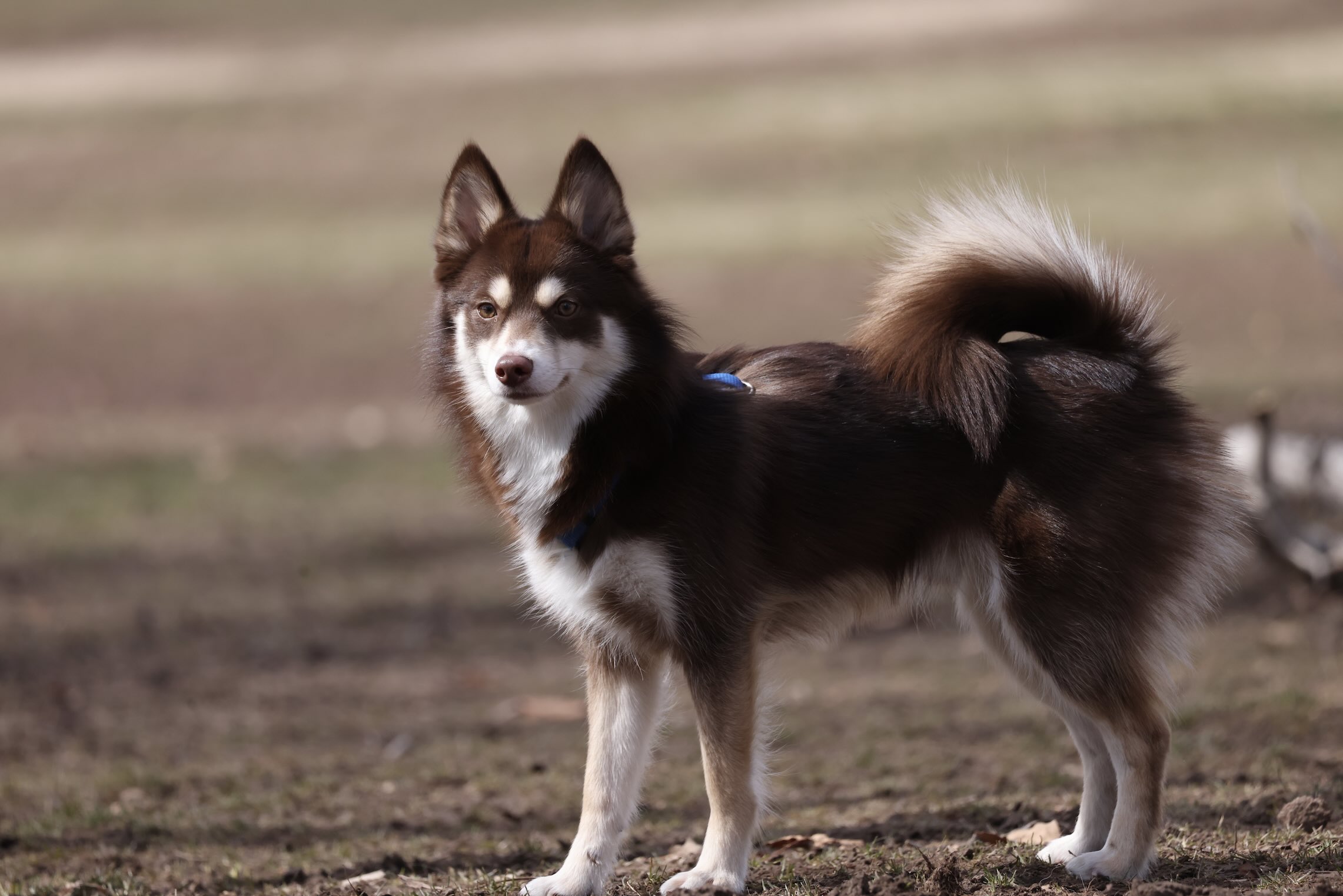 Brown Pomsky