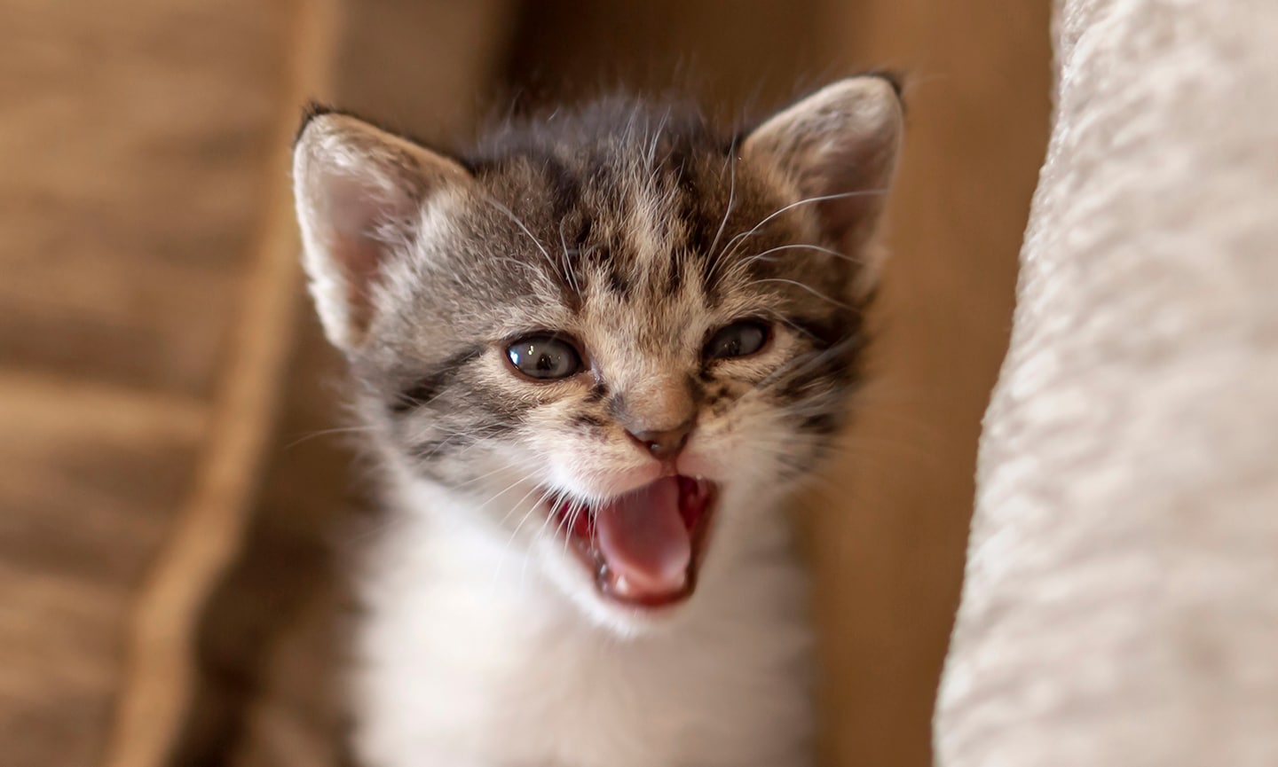 Can Cats Cry? Why Is My Cat Crying? | Chewy