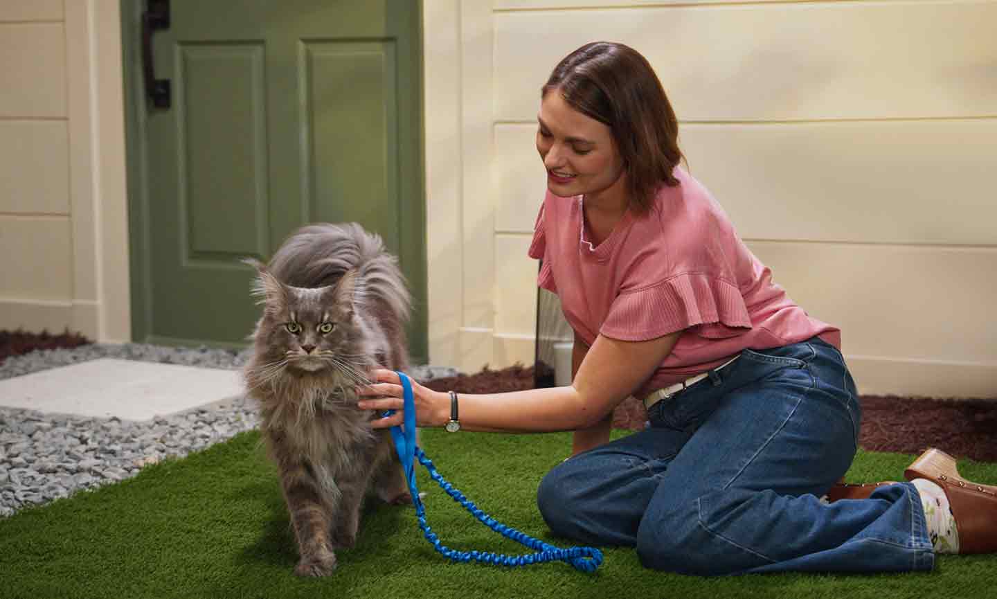 What To Do When Your Cat Is Stung by a Bee or Wasp | Chewy