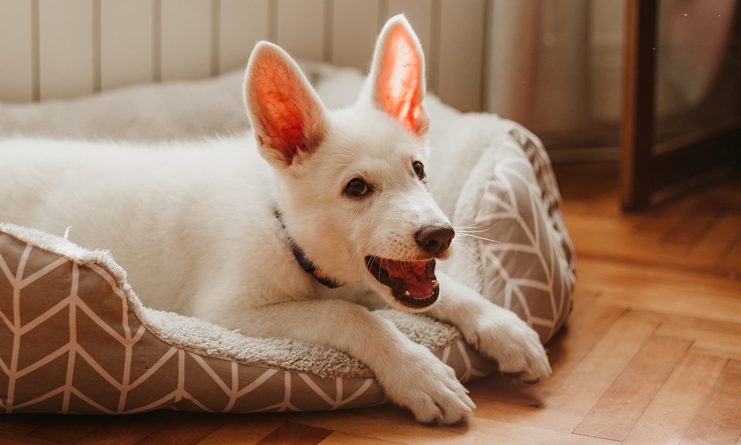 Trazodone for Dogs: Uses, Side Effects, and Dosage | Chewy
