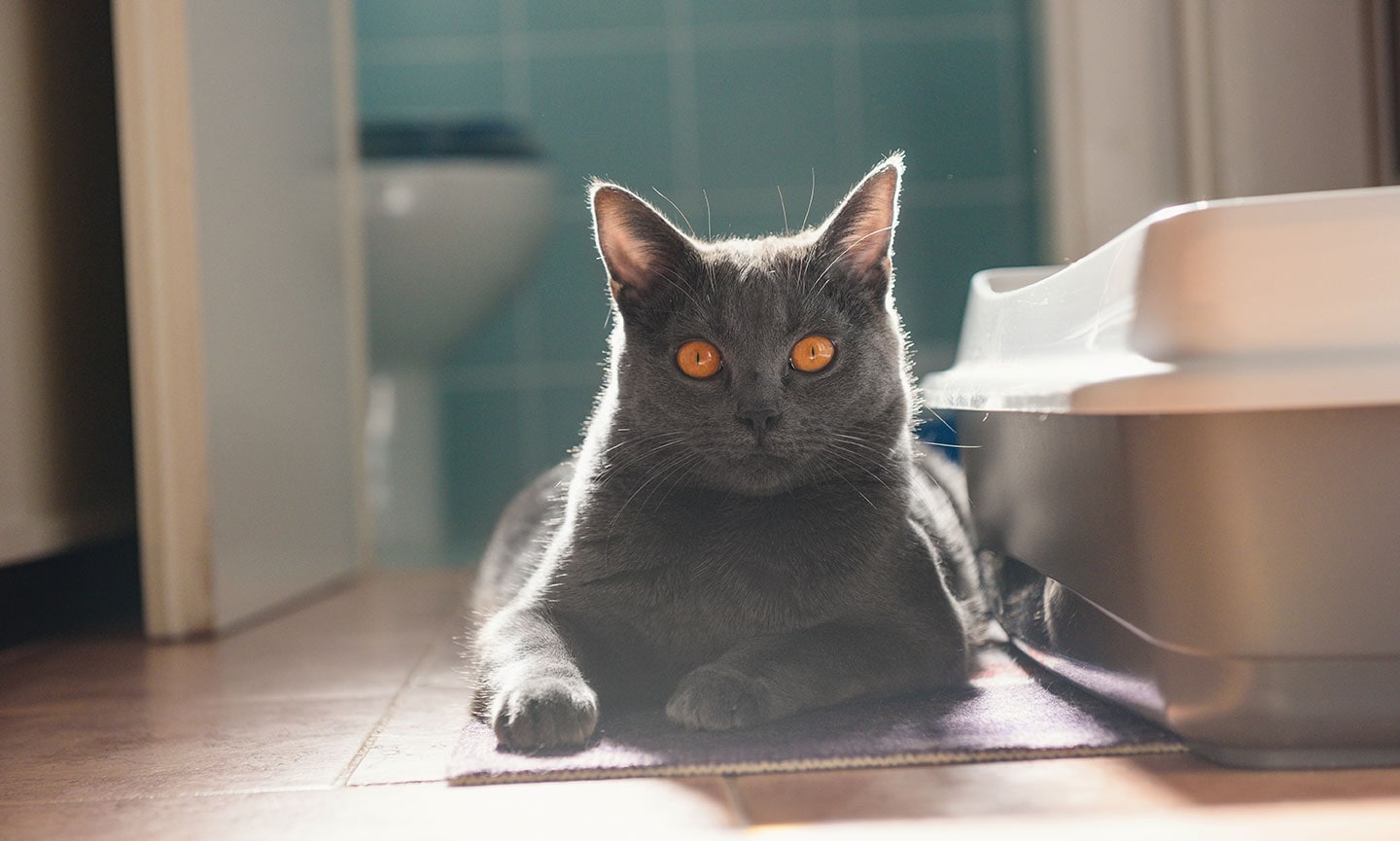 Cat Constipation: Signs, Causes, and Treatment | Chewy