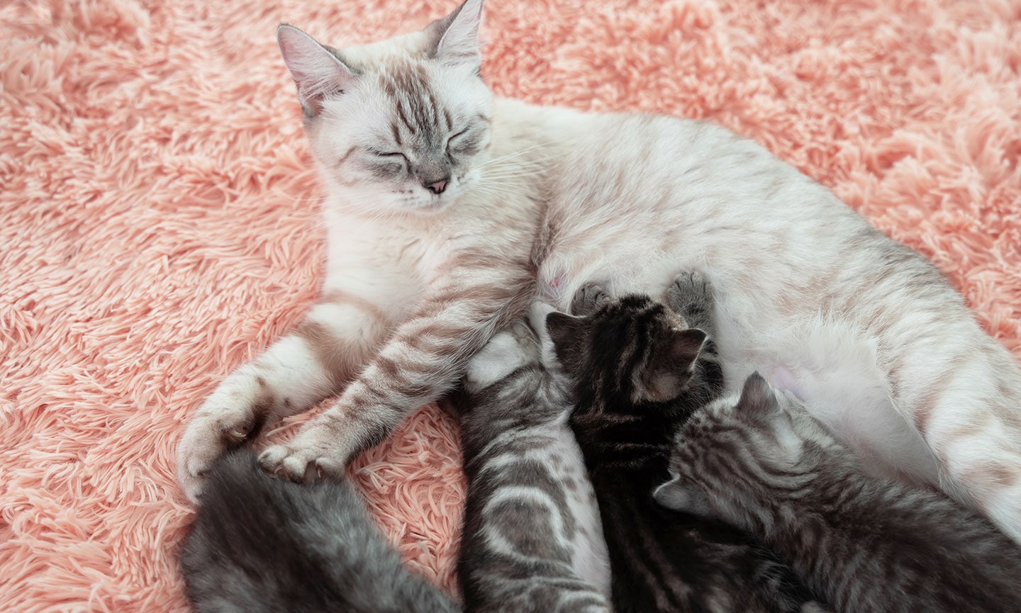 Cat Pregnancy: Timeline, Signs and Stages | Chewy