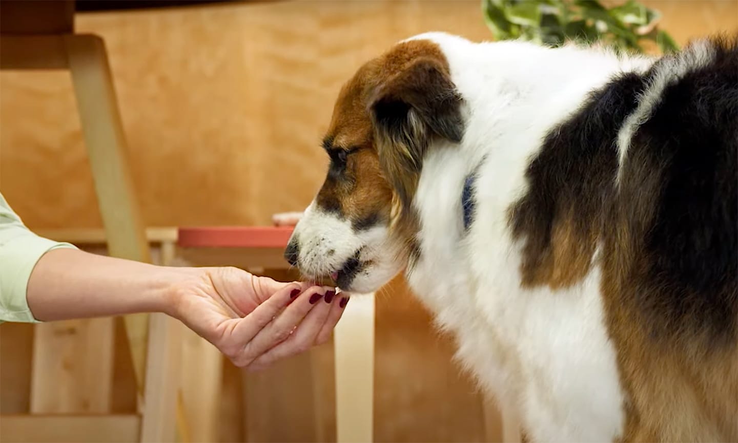 Everything To Know About Carprofen for Dogs | Chewy