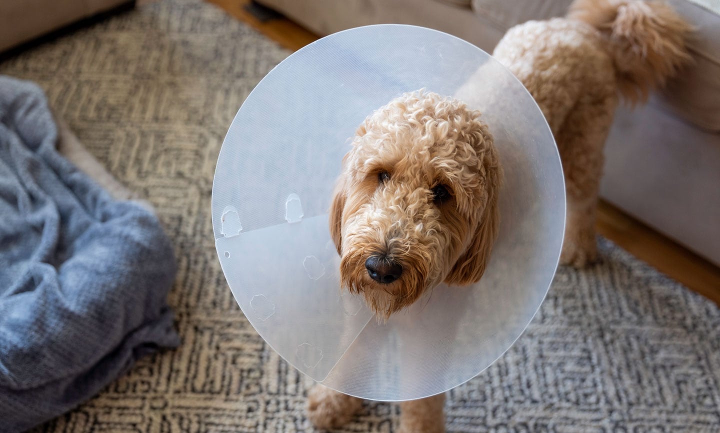 Dog Cones: What You Need To Know (Plus Alternatives to Cones) | Chewy