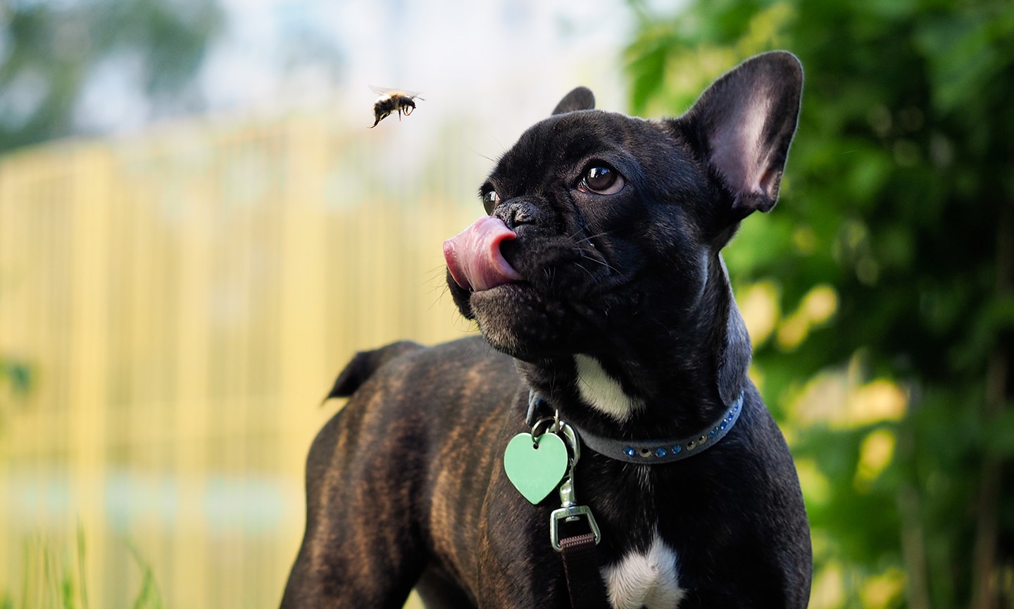 Dog Stung by a Bee? Here’s What To Do ASAP | Chewy