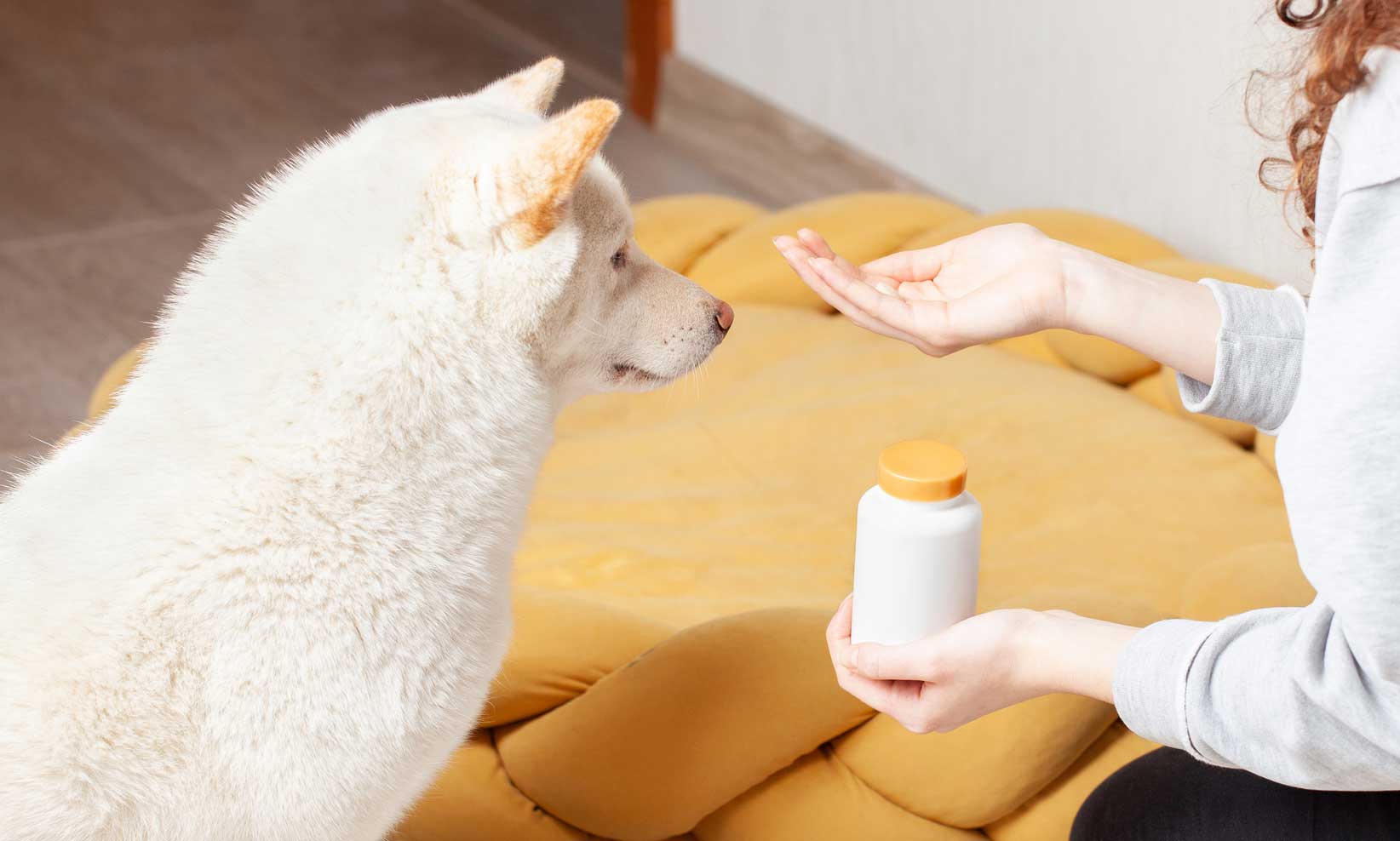 10 Most Common Anxiety Medications for Dogs | Chewy