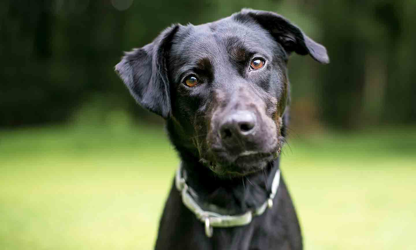 Leptospirosis Vaccine: What Is It, and Do Dogs Need It? | Chewy