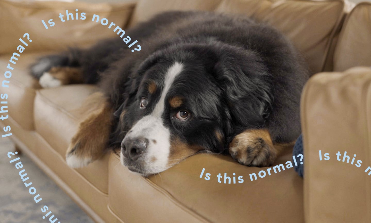 Why Do Dogs Sigh? Experts Explain | Chewy