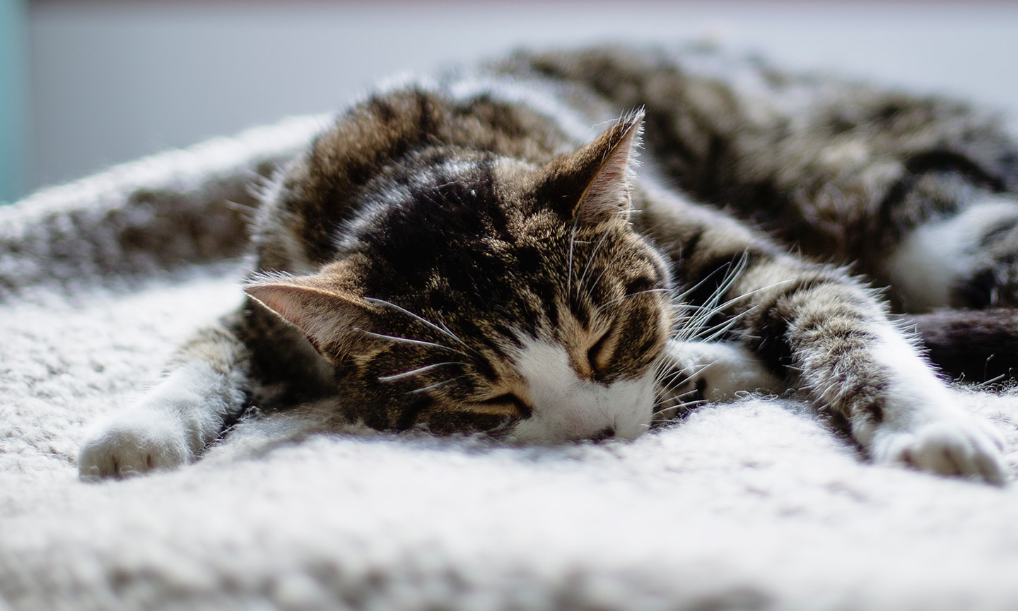 Is Your Cat Depressed? 13 Signs You Have a Sad Cat | Chewy