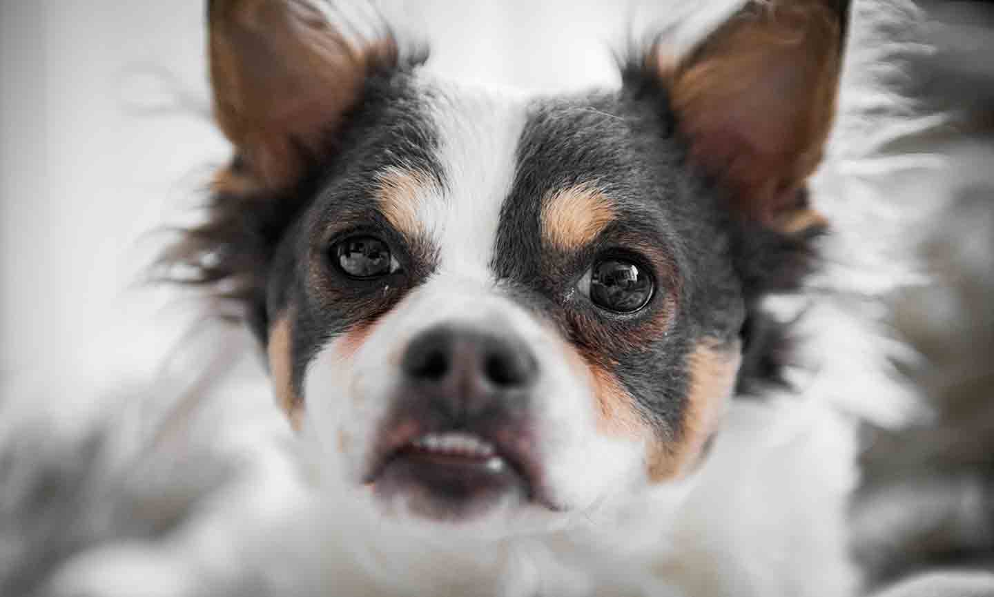 Dog Eye Discharge: Causes and Treatment | Chewy