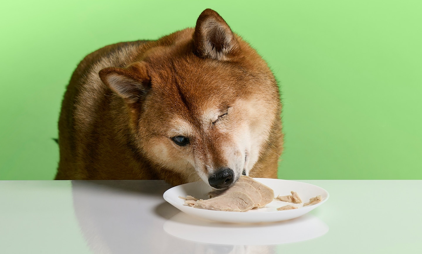 Can Dogs Eat Turkey? | Chewy